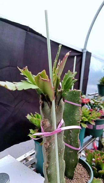 蟹爪兰最牛嫁接方法_蟹爪兰嫁接后多久能开花-第1张图片-山城妙识