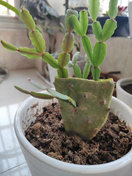 蟹爪兰最牛嫁接方法_蟹爪兰嫁接后多久能开花-第2张图片-山城妙识