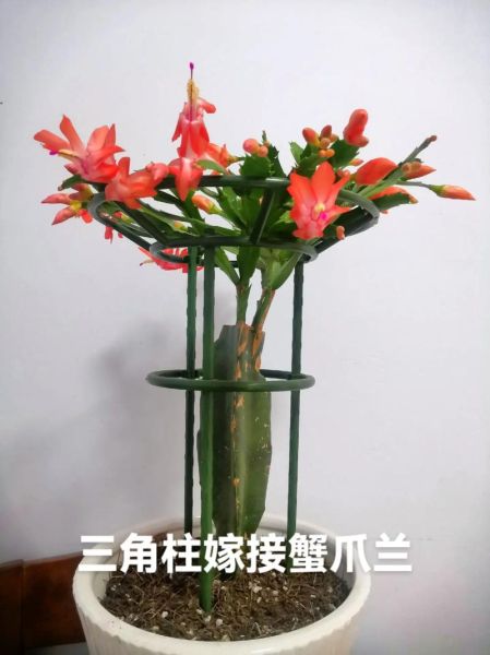 蟹爪兰最牛嫁接方法_蟹爪兰嫁接后多久能开花-第3张图片-山城妙识