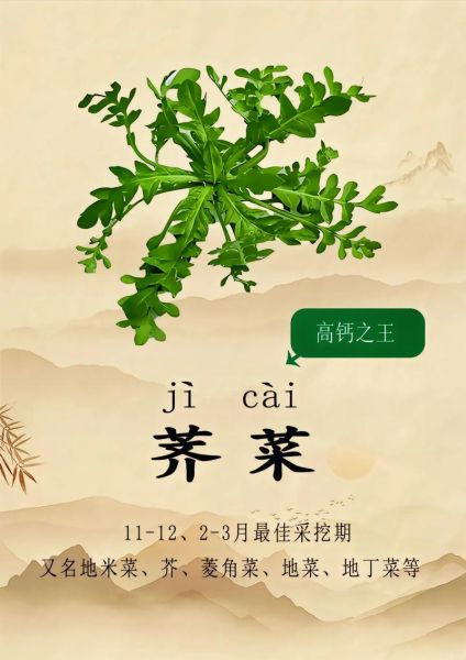 芥菜读jie还是gai_正确读音与方言差异-第3张图片-山城妙识