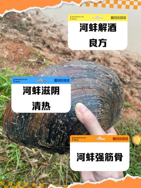 河蚌吃什么饲料_河蚌饲料配方大全-第1张图片-山城妙识