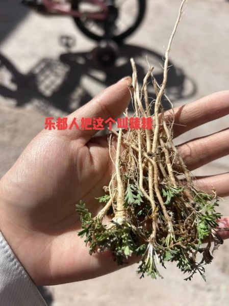 辣根怎么吃_辣根的正确吃法-第1张图片-山城妙识