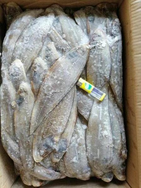 龙利鱼图片多少钱一斤_龙利鱼市场价格-第3张图片-山城妙识