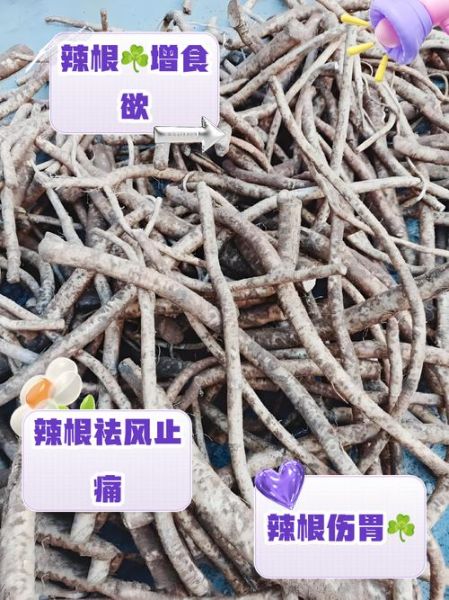 辣根怎么吃_辣根的正确吃法-第2张图片-山城妙识