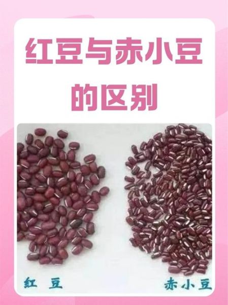 赤小豆和红豆哪个补血_补血效果对比-第2张图片-山城妙识