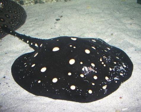 淡水魟鱼怎么养_淡水魟鱼价格多少钱-第1张图片-山城妙识 淡水魟鱼怎么养_淡水魟鱼价格多少钱-第1张图片-山城妙识