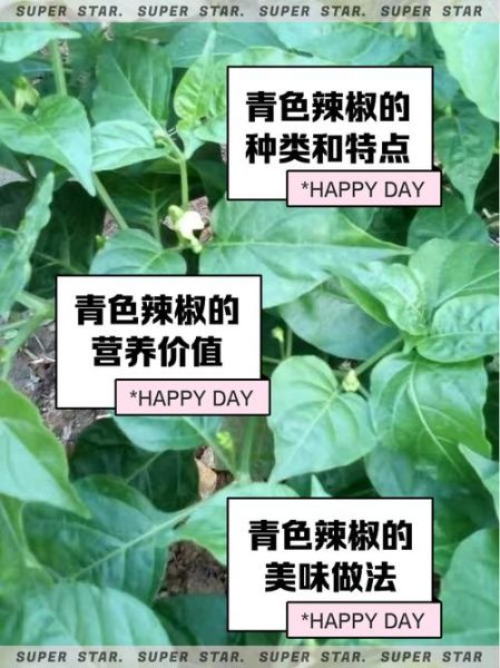 青辣椒的功效与作用_青辣椒能减肥吗-第2张图片-山城妙识