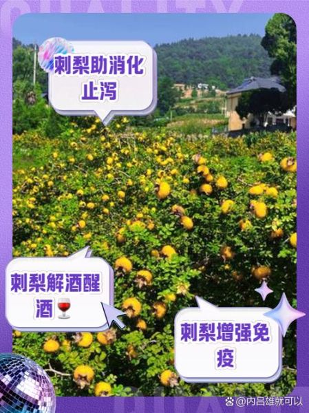 刺梨怎么吃_刺梨有什么功效-第1张图片-山城妙识 刺梨怎么吃_刺梨有什么功效-第1张图片-山城妙识