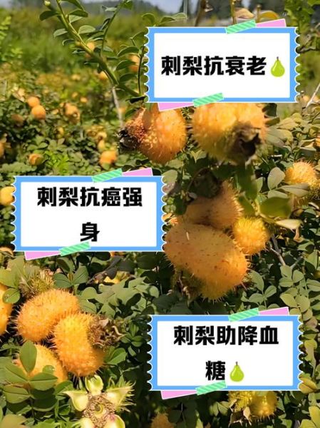 刺梨怎么吃_刺梨有什么功效-第2张图片-山城妙识 刺梨怎么吃_刺梨有什么功效-第2张图片-山城妙识