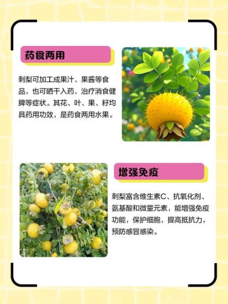 刺梨怎么吃_刺梨有什么功效-第3张图片-山城妙识 刺梨怎么吃_刺梨有什么功效-第3张图片-山城妙识