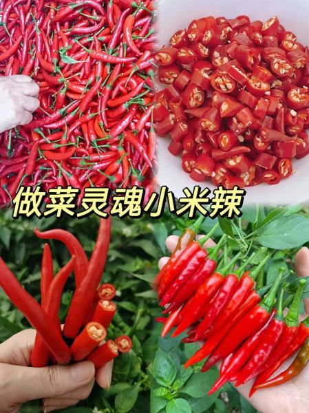 小米辣怎么保存_小米辣可以放多久-第3张图片-山城妙识 小米辣怎么保存_小米辣可以放多久-第3张图片-山城妙识