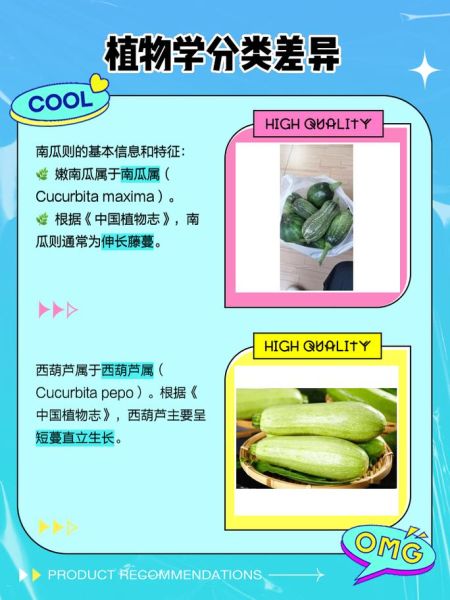 笋瓜和西葫芦的区别_如何一眼分辨-第3张图片-山城妙识