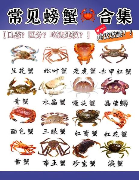 珍宝蟹和面包蟹哪个好吃_口感差异与选购技巧-第1张图片-山城妙识 珍宝蟹和面包蟹哪个好吃_口感差异与选购技巧-第1张图片-山城妙识
