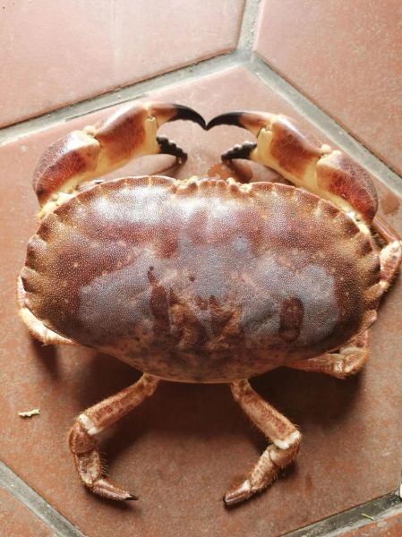 珍宝蟹和面包蟹哪个好吃_口感差异与选购技巧-第3张图片-山城妙识 珍宝蟹和面包蟹哪个好吃_口感差异与选购技巧-第3张图片-山城妙识