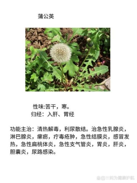 蒲公英的作用_蒲公英的功效与禁忌-第2张图片-山城妙识
