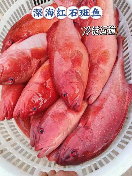 小红斑鱼怎么做好吃_小红斑鱼营养价值-第3张图片-山城妙识