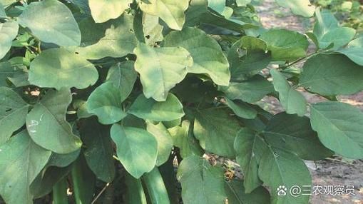 刀豆中毒症状_刀豆副作用有哪些-第2张图片-山城妙识