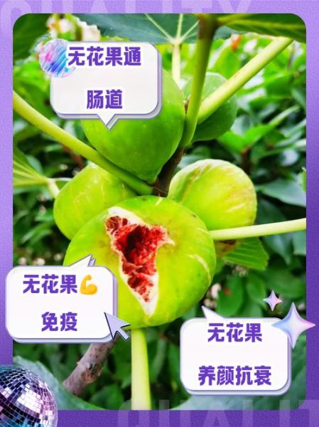 无花果吃了有什么好处_无花果的功效与作用-第1张图片-山城妙识 无花果吃了有什么好处_无花果的功效与作用-第1张图片-山城妙识