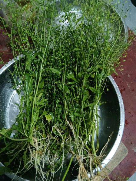 晒干荠菜花煮水喝的好处_荠菜花晒干后怎么煮水-第3张图片-山城妙识 晒干荠菜花煮水喝的好处_荠菜花晒干后怎么煮水-第3张图片-山城妙识