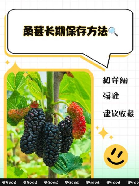 桑葚怎么保存_桑葚能放多久-第1张图片-山城妙识