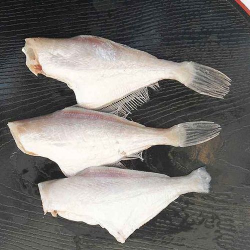 橡皮鱼是什么鱼_橡皮鱼有毒吗-第3张图片-山城妙识