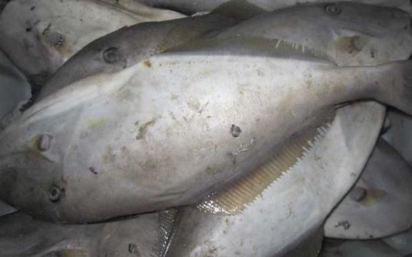 橡皮鱼是什么鱼_橡皮鱼有毒吗-第1张图片-山城妙识