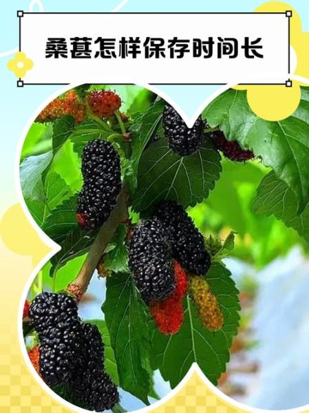 桑葚怎么保存_桑葚能放多久-第2张图片-山城妙识