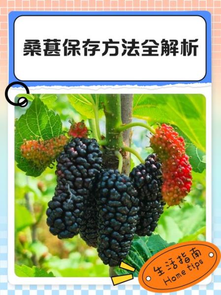 桑葚怎么保存_桑葚能放多久-第3张图片-山城妙识