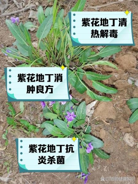 紫花地丁的功效与作用_紫花地丁能消炎吗-第3张图片-山城妙识