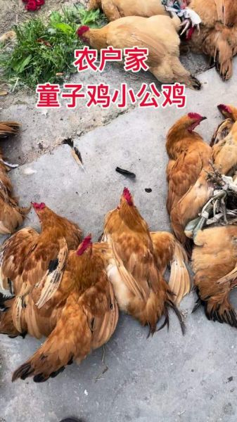 童子鸡什么意思_童子鸡和公鸡区别-第1张图片-山城妙识