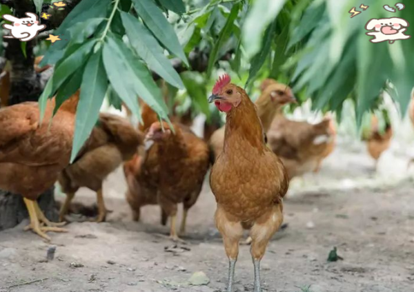 童子鸡什么意思_童子鸡和公鸡区别-第2张图片-山城妙识