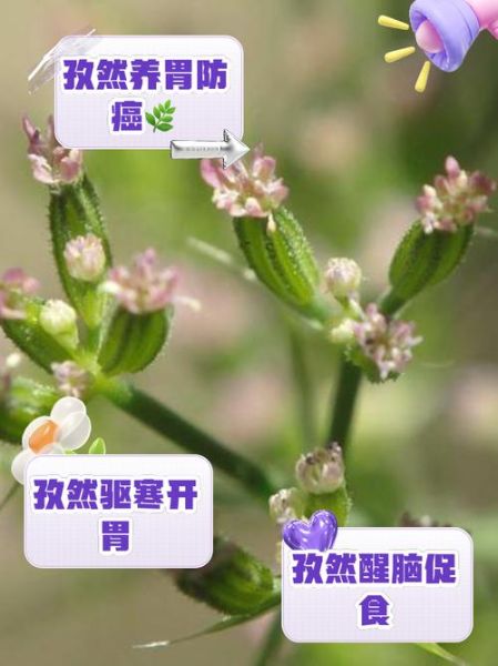 孜然的功效与作用禁忌_孜然吃多了有什么副作用-第1张图片-山城妙识 孜然的功效与作用禁忌_孜然吃多了有什么副作用-第1张图片-山城妙识