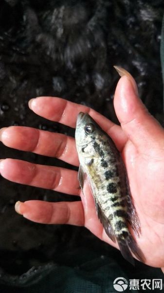 溪石斑鱼苗哪里有批发_溪石斑鱼苗批发价格多少-第3张图片-山城妙识