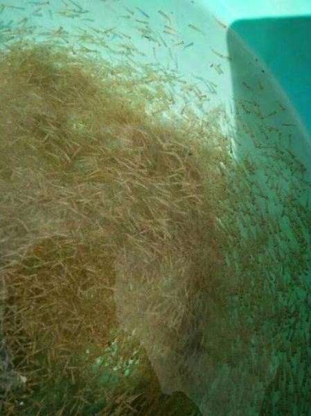 溪石斑鱼苗哪里有批发_溪石斑鱼苗批发价格多少-第2张图片-山城妙识