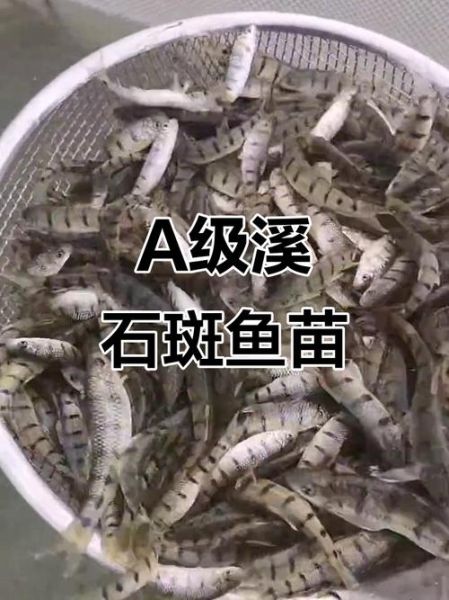 溪石斑鱼苗哪里有批发_溪石斑鱼苗批发价格多少-第1张图片-山城妙识