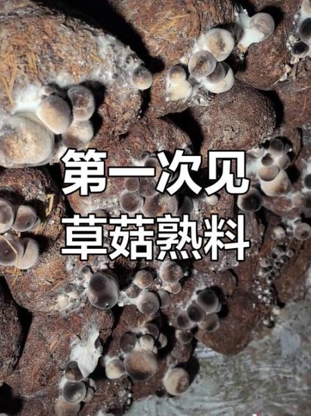 草菇怎么种_草菇种植技术要点-第1张图片-山城妙识