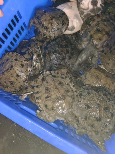 甲鱼苗一年能长多大_甲鱼苗一年能长多少斤-第1张图片-山城妙识