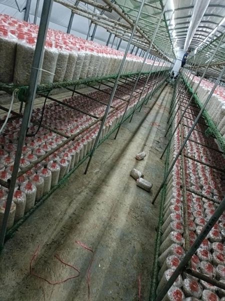 草菇怎么种_草菇种植技术要点-第2张图片-山城妙识