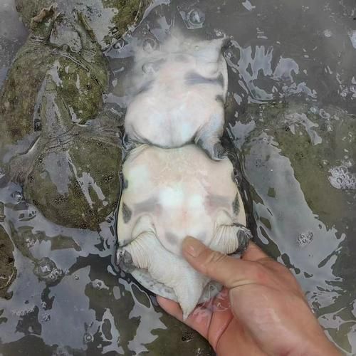 甲鱼苗一年能长多大_甲鱼苗一年能长多少斤-第3张图片-山城妙识