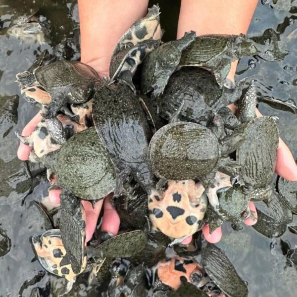 甲鱼苗一年能长多大_甲鱼苗一年能长多少斤-第2张图片-山城妙识