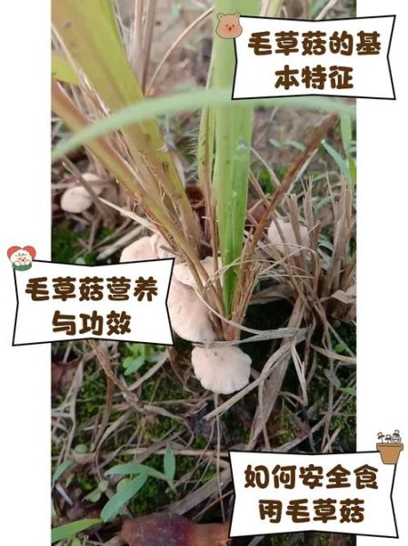 草菇怎么种_草菇种植技术要点-第3张图片-山城妙识