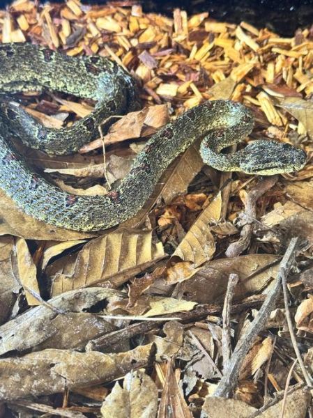 菜花蛇有毒吗_菜花蛇咬伤怎么办-第1张图片-山城妙识