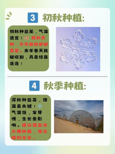 韭菜什么时候种最合适_韭菜种植技术与管理-第2张图片-山城妙识 韭菜什么时候种最合适_韭菜种植技术与管理-第2张图片-山城妙识