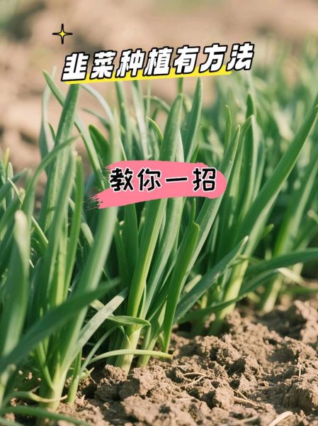 韭菜什么时候种最合适_韭菜种植技术与管理-第3张图片-山城妙识 韭菜什么时候种最合适_韭菜种植技术与管理-第3张图片-山城妙识