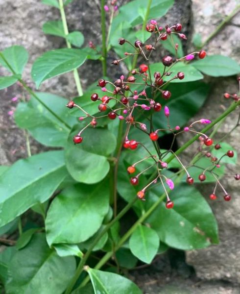 土人参图片大全_土人参长什么样-第1张图片-山城妙识 土人参图片大全_土人参长什么样-第1张图片-山城妙识