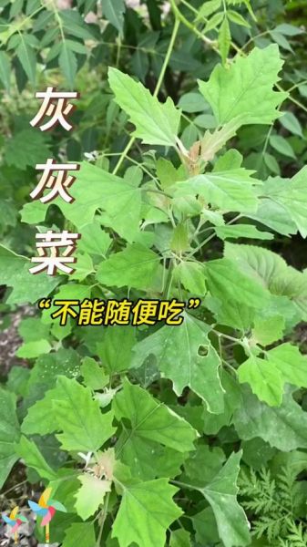 灰菜有毒吗_灰菜中毒症状及处理方法-第3张图片-山城妙识