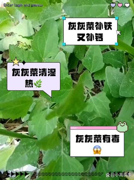 灰菜有毒吗_灰菜中毒症状及处理方法-第2张图片-山城妙识