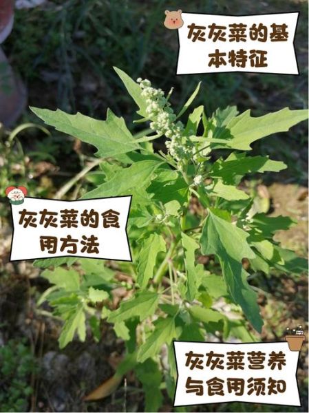 灰菜有毒吗_灰菜中毒症状及处理方法-第1张图片-山城妙识