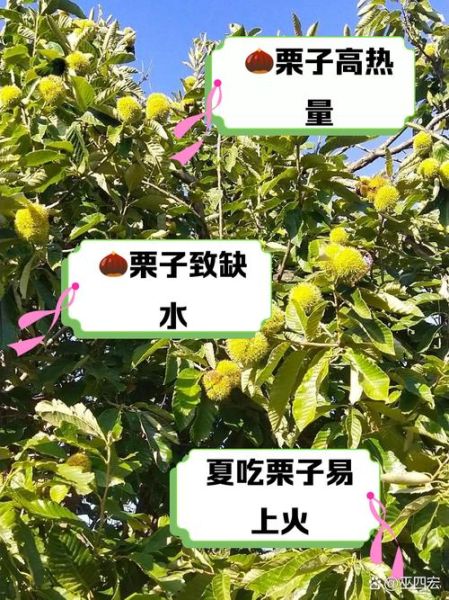 栗子一次吃多少合适_吃栗子会上火吗-第1张图片-山城妙识