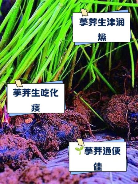 荸荠可以生吃吗_生吃荸荠安全吗-第1张图片-山城妙识